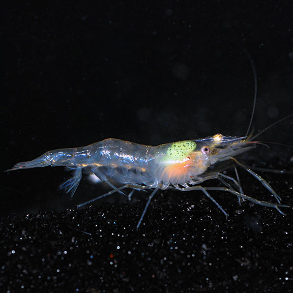Grass Shrimp Freshwater