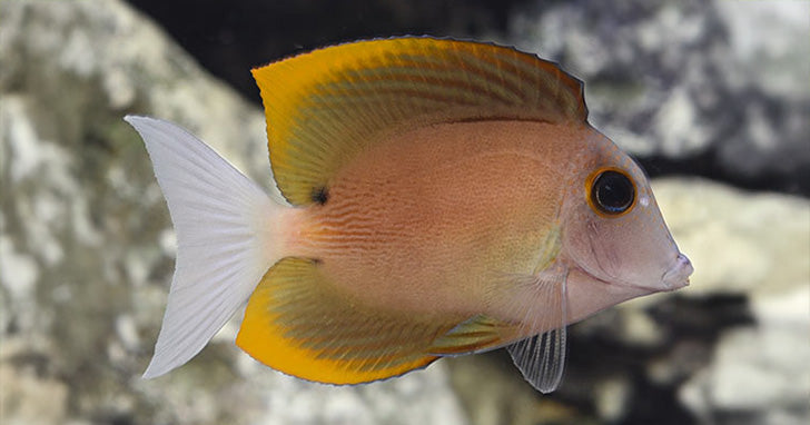 The popular Bristletooth Tomini Tang is a smaller Tang with an eye ...