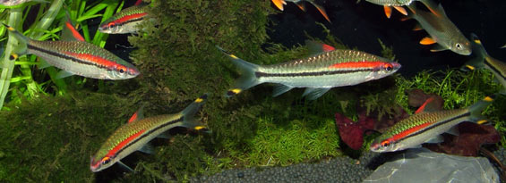 Freshwater Aquarium Fish: Barbs – LiveAquaria