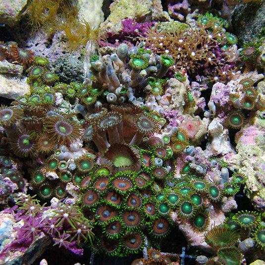 Corals – LiveAquaria