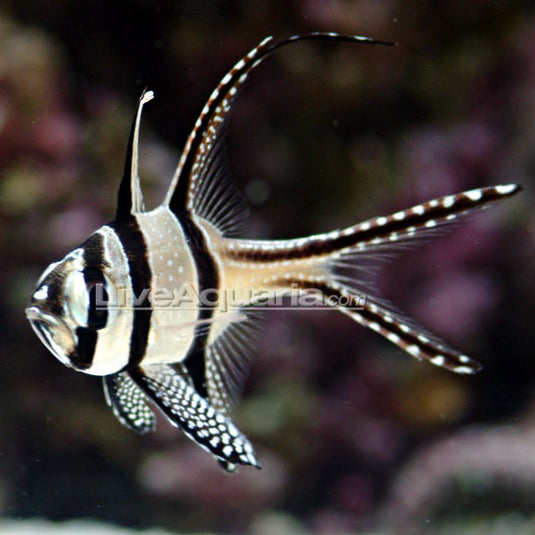 Marine Fish - Saltwater Fish for Aquariums – LiveAquaria