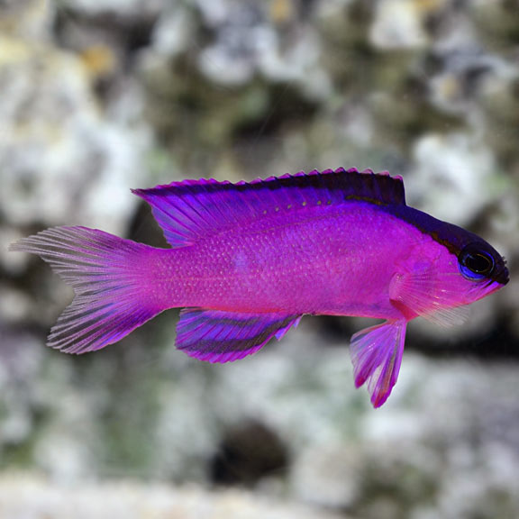 Basslets for Sale: Basslet Species including the Royal Gramma Basslet ...