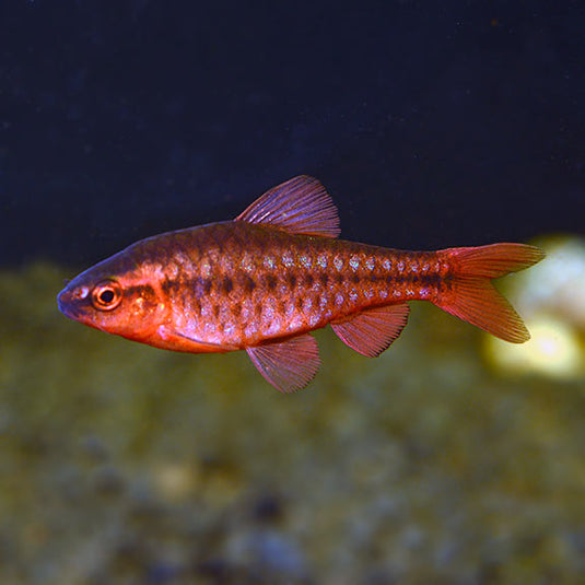 Freshwater Fish – LiveAquaria