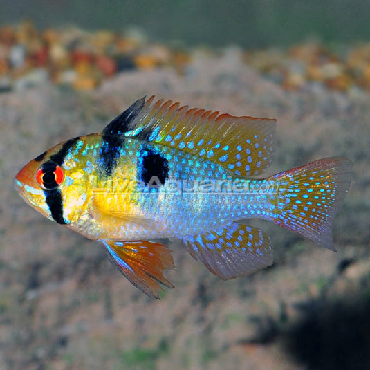 Freshwater Fish – LiveAquaria