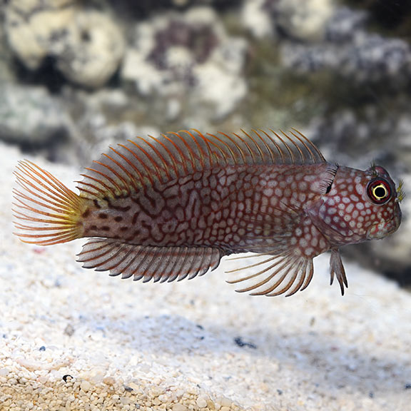Blennies: Blenny Fish Species Including Bicolor, Striped and other ...