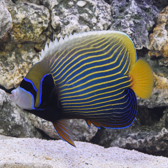 Marine Fish - Saltwater Fish for Aquariums – LiveAquaria