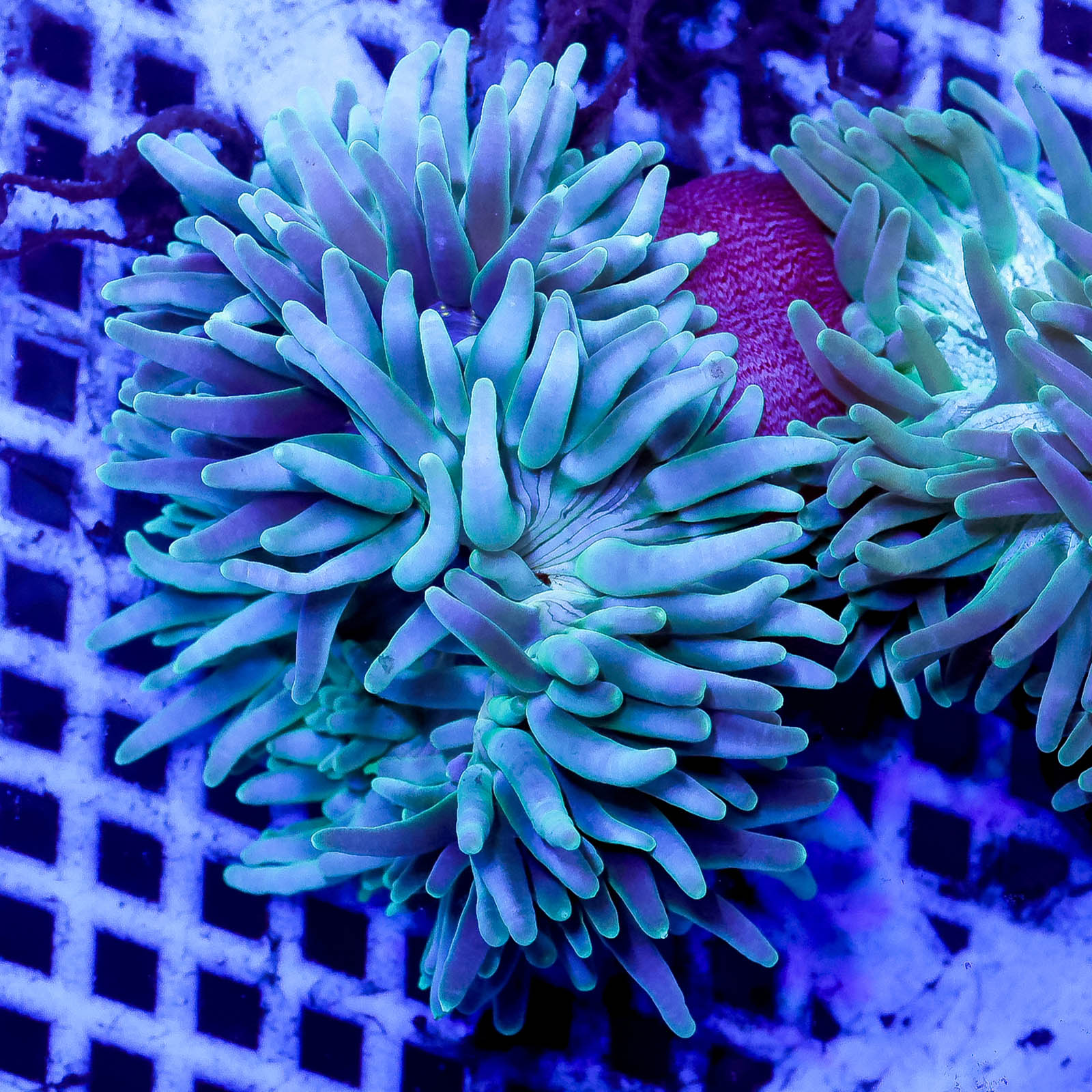 Long Tentacle Anemone Saltwater Aquarium Anemones For Marine Reef