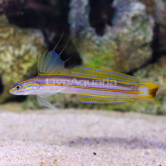 Dartfish | Marine Fish – LiveAquaria