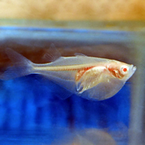 Albino Silver Hatchet | Freshwater Fish – LiveAquaria