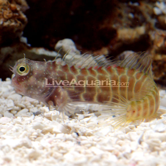 Blennies: Blenny Fish Species Including Bicolor, Striped and other ...