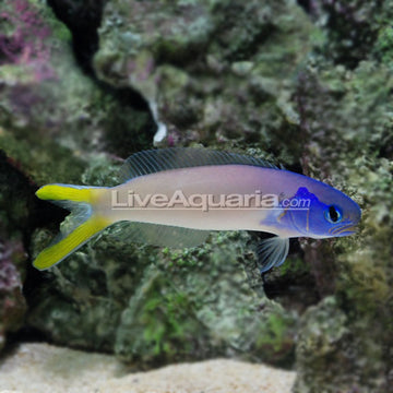 Dartfish | Marine Fish – LiveAquaria