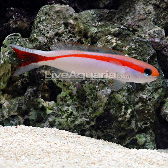 Dartfish | Marine Fish – LiveAquaria