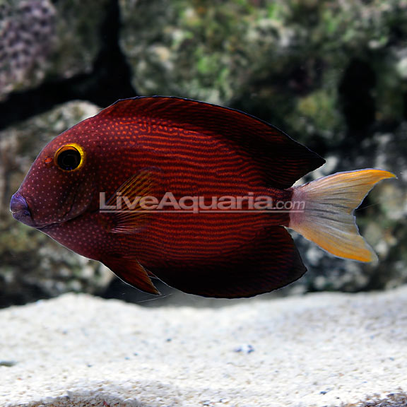 Surgeonfish: Tang Fish, Yellow Tangs and other Surgeons – LiveAquaria