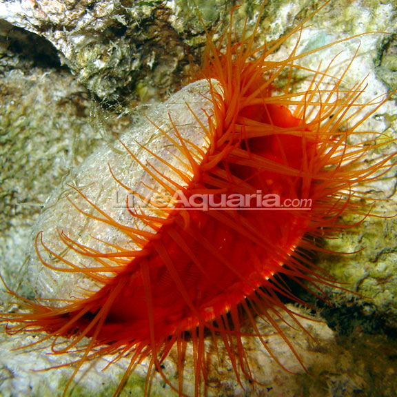 Flame Scallop (Red File Shell Clam): Saltwater Aquarium Invertebrates ...
