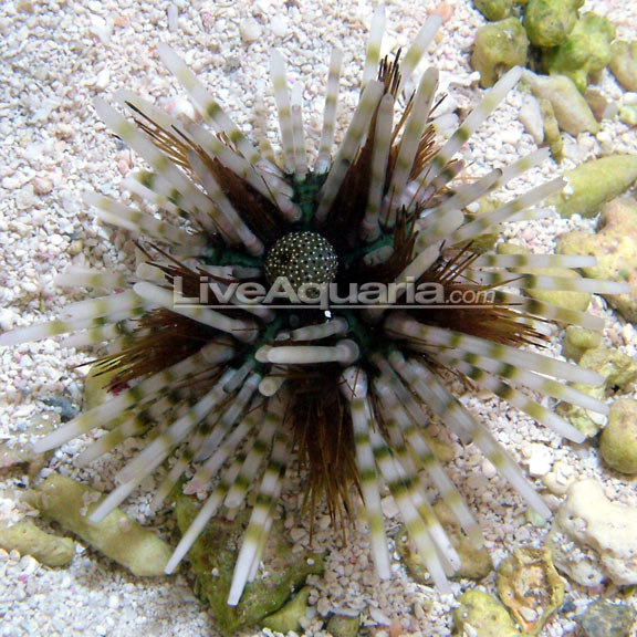 Banded Longspine Urchin (Hatpin Urchin): Saltwater Aquarium ...