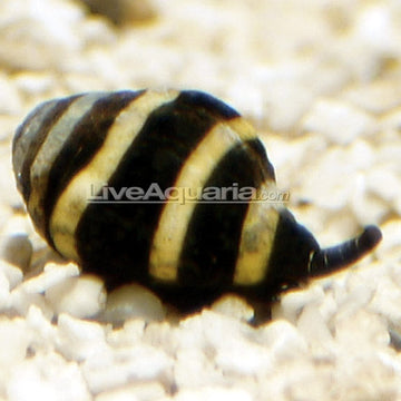 Aquarium Snails: Sea Snail Species and Aquatic Saltwater Snails ...