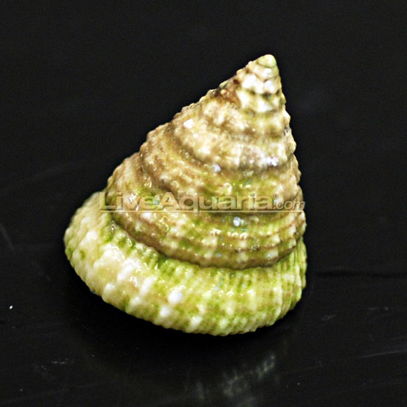 Aquarium Snails: Sea Snail Species and Aquatic Saltwater Snails ...