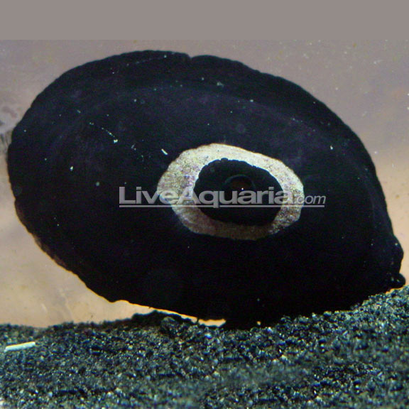 Keyhole Limpet Snail – LiveAquaria