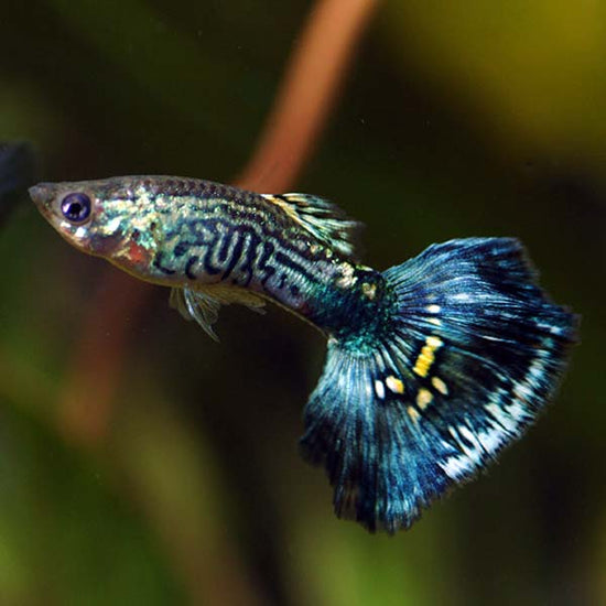 Blue Cobra Guppy Group, Male: Freshwater Aquarium Fish – LiveAquaria
