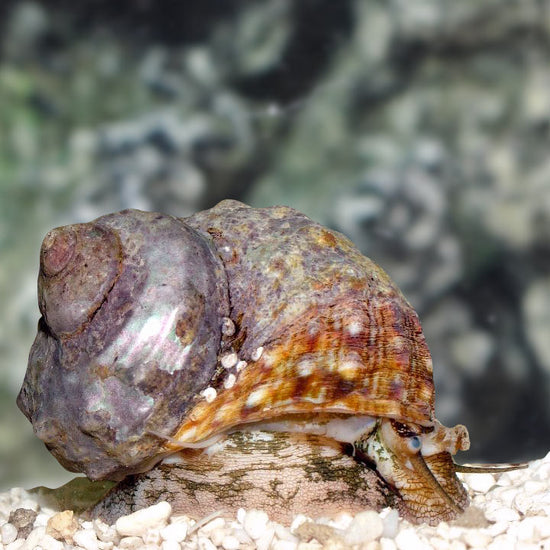 Turbo Snail: Saltwater Aquarium Snails for Marine Aquariums – LiveAquaria