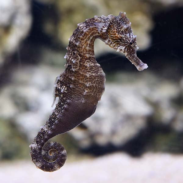 Reidi Seahorse, Captive-Bred – LiveAquaria