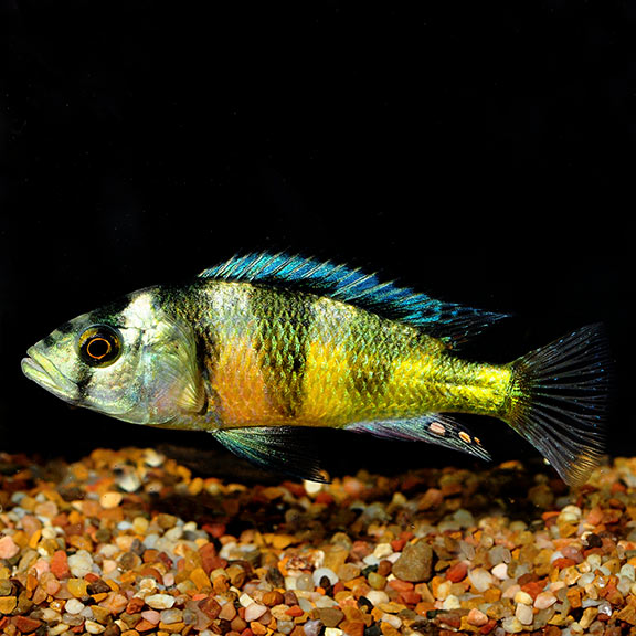 Zebra Obliquidens: Tropical Fish for Freshwater Aquariums – LiveAquaria