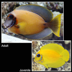 Mimic Lemon Peel Tang: Saltwater Aquarium Fish for Marine Aquariums ...