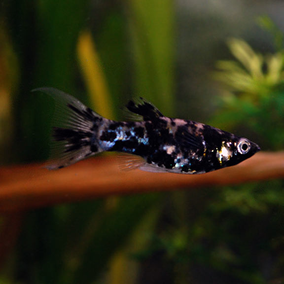 Marble Lyretail Molly: Tropical Fish for Freshwater or Brackish ...