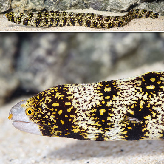 Snowflake Eel: Saltwater Aquarium Fish for Marine Aquariums – LiveAquaria