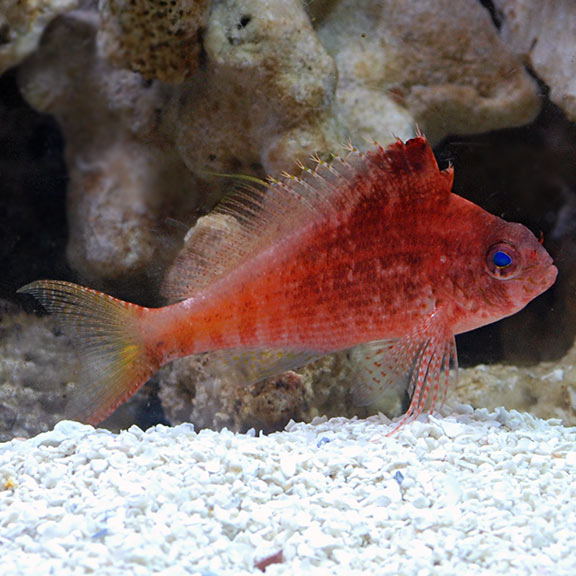 Red Hawkfish (Soaring, Swallowtail, or Lyretail Hawkfish): Saltwater ...