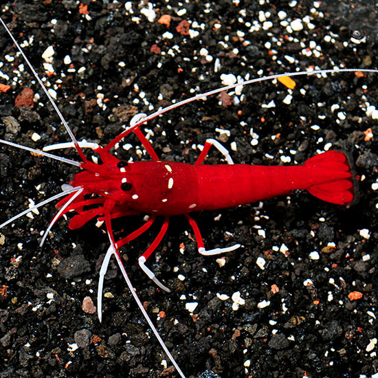 Blood Red Fire Shrimp: Saltwater Aquarium Shrimp for Marine Reef ...