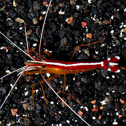 Scarlet Skunk Cleaner Shrimp: Saltwater Aquarium Shrimps for Marine ...