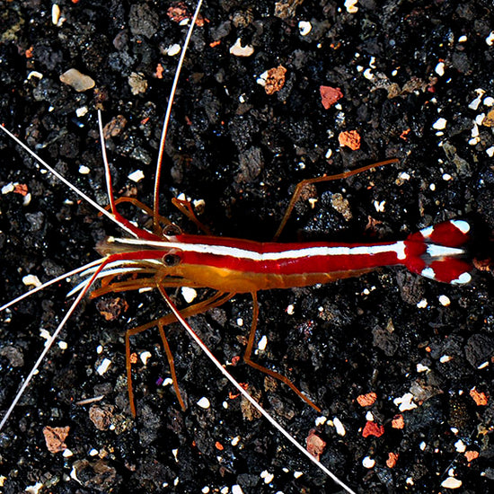 Scarlet Skunk Cleaner Shrimp: Saltwater Aquarium Shrimps for Marine ...