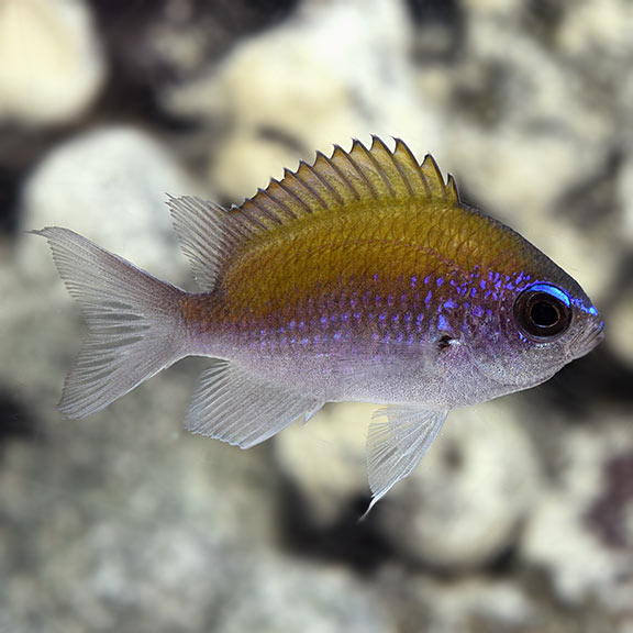 Purple and Yellow Sunshine Chromis: Saltwater Aquarium Fish – LiveAquaria