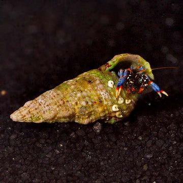 Saltwater Crabs: Hermit Crab Species for Saltwater Tanks – LiveAquaria