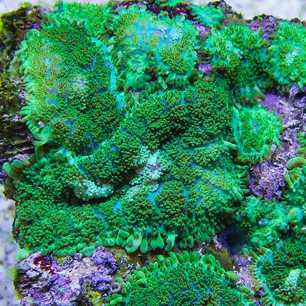 Green Bullseye Rhodactis Mushroom Coral | LiveAquaria