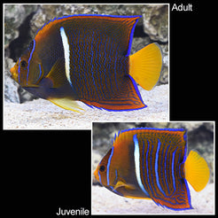 Passer Angelfish (King Angelfish): Saltwater Aquarium Fish – LiveAquaria