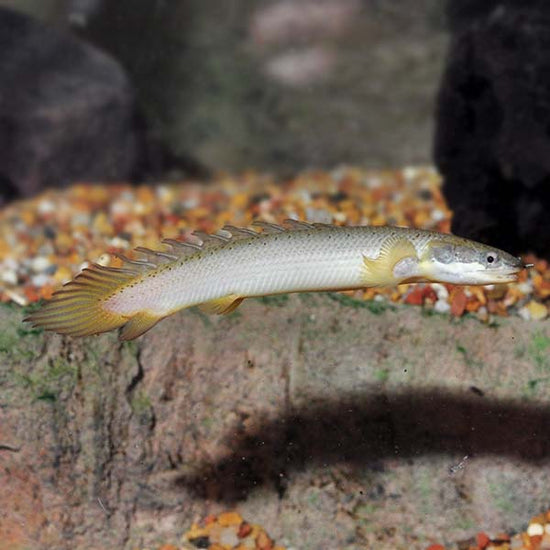 Cuvier Bichir: Tropical Fish for Freshwater Aquariums – LiveAquaria