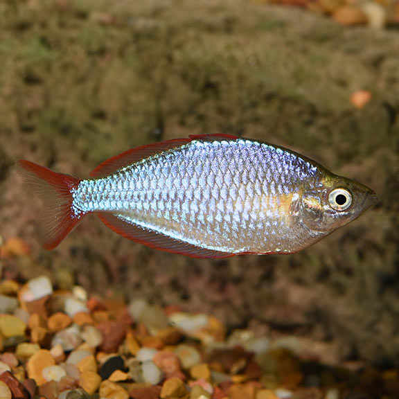 Praecox Rainbow: Tropical Fish for Freshwater Aquariums – LiveAquaria