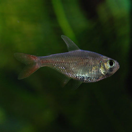 Red/Blue Columbian Tetra: Tropical Fish for Freshwater Aquariums ...