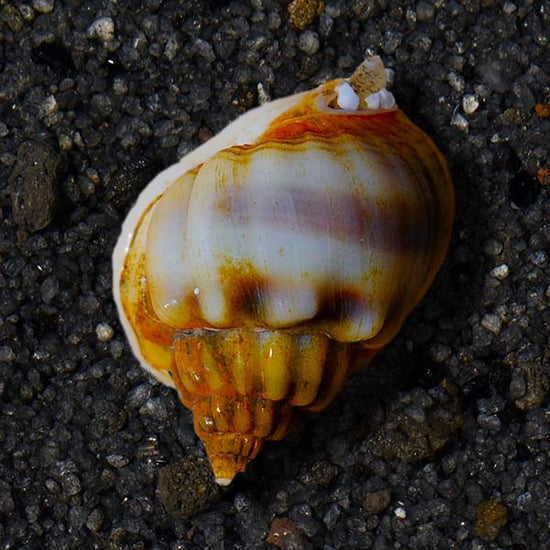 Nassarius Snail: Saltwater Aquarium Snails for Marine Reef Aquariums ...