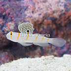 Buy Fish Online: Buy Tropical Fish, WYSIWYG corals, clams and inverts ...