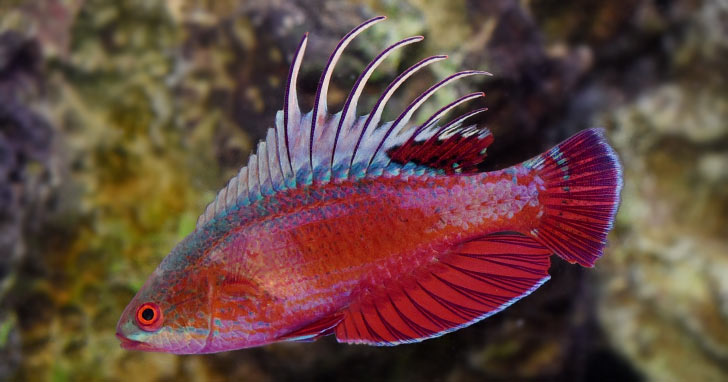 Saltwater Marine Aquarium Fish: Flasher Wrasse of the Genus Paracheilinus