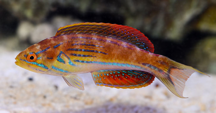 Saltwater Marine Aquarium Fish: Flasher Wrasse of the Genus Paracheilinus