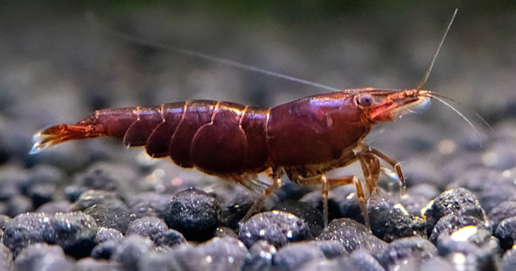 Cherry Shrimp: Bite-sized invertebrates for peaceful aquariums