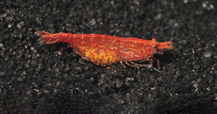 Cherry Shrimp: Bite-sized invertebrates for peaceful aquariums