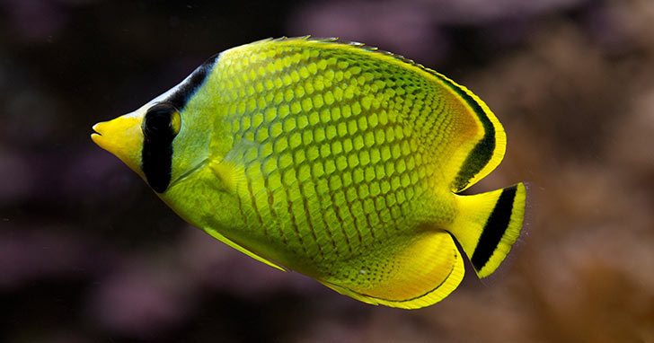 An Introduction to Livebearing Fish