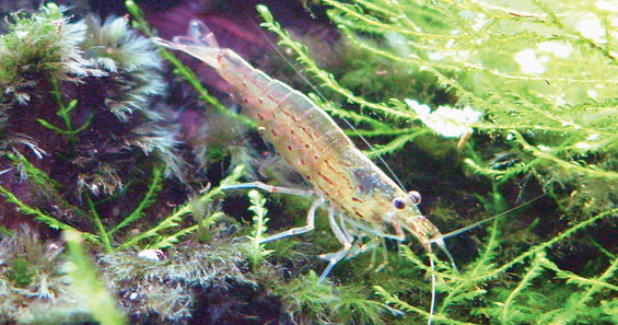 Stocking your Aquarium: Dive into the World of Freshwater Shrimp