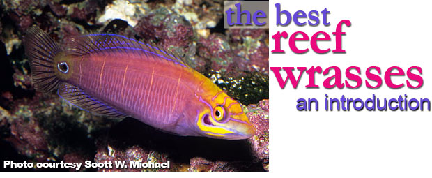 Reef Wrasses for Marine Reef Aquariums: The Best Reef Wrasses Part I