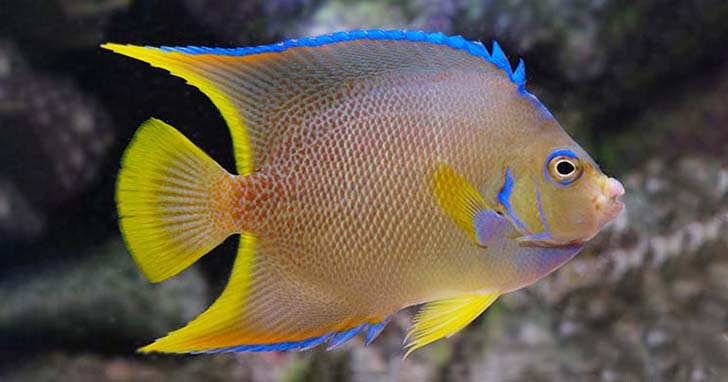 Saltwater Fish: Large Marine Angelfish